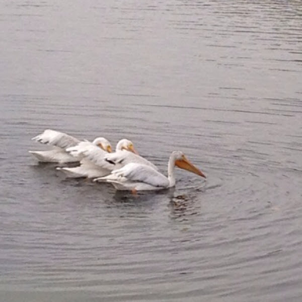 American White Pelican | Project Noah