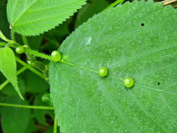 shrub | Project Noah