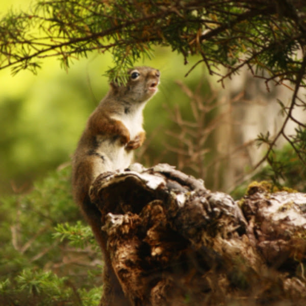 Red Squirrel | Project Noah