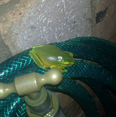 Graceful Tree Frogs | Project Noah