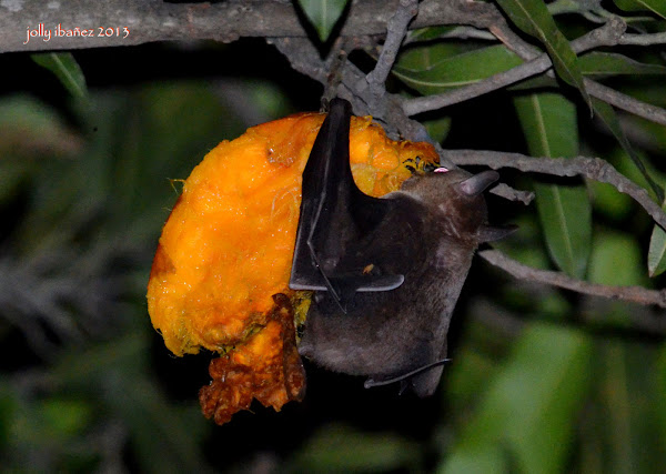 Old World Fruit Bat | Project Noah