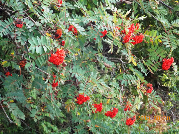 American Mountain-ash | Project Noah