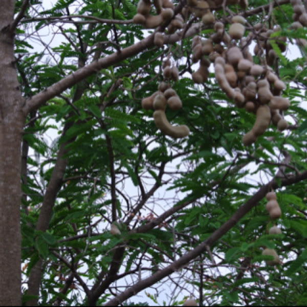 Tamarind | Project Noah