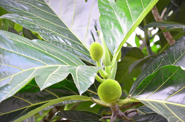 Bread Fruit | Project Noah