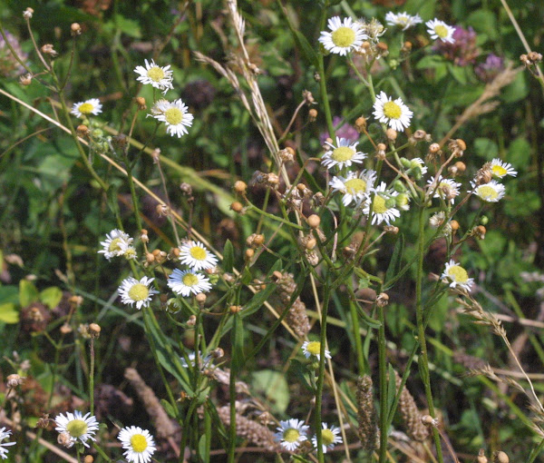 Fleabane | Project Noah