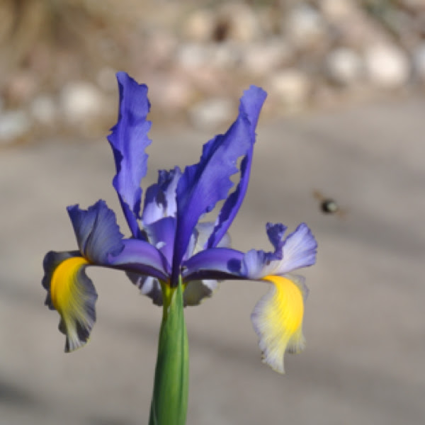 Dutch Iris, Miss Saigon | Project Noah