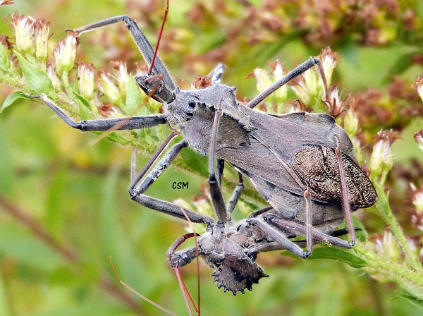 Wheel Bugs Mating | Project Noah