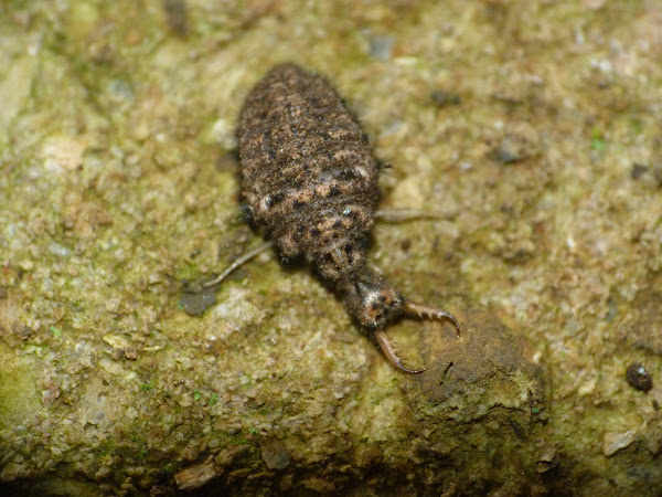 Antlion larva & nest | Project Noah