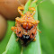 Pentatomid Shield Bug | Project Noah