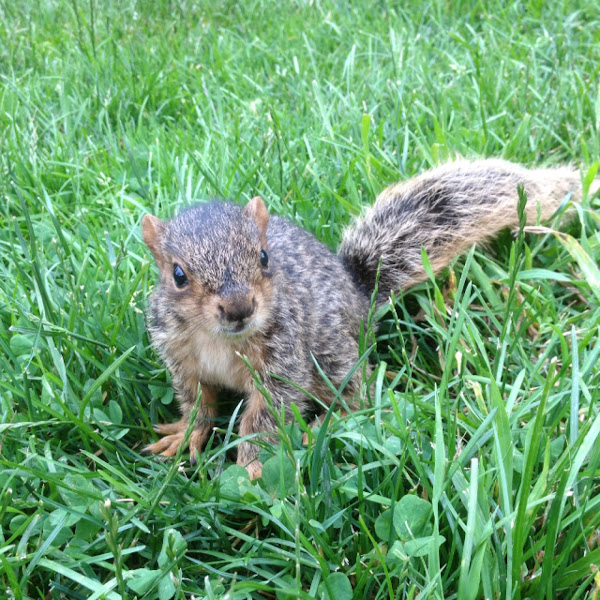 Eastern Fox Squirrel | Project Noah