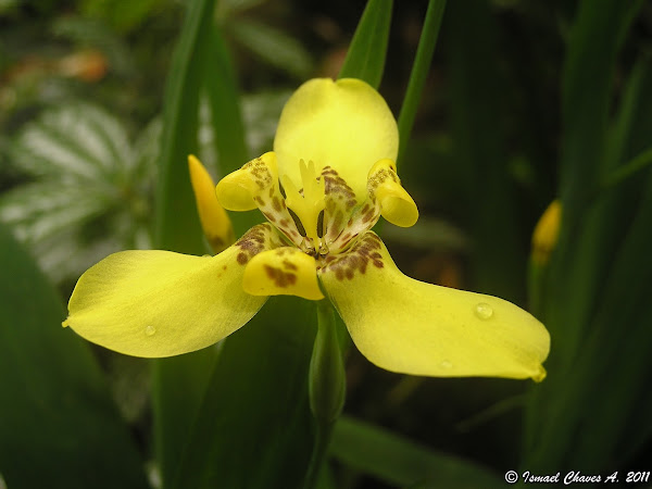 Walking Iris | Project Noah