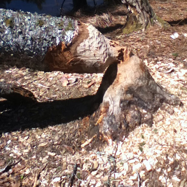 Sruce tree | Project Noah