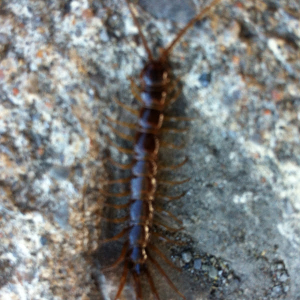 Centipede | Project Noah