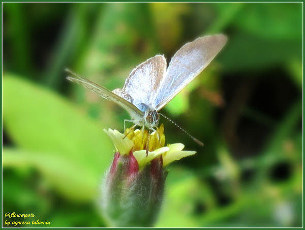 Lesser Grass Blue Butterfly | Project Noah