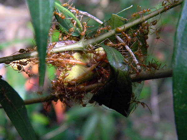 weaver ants | Project Noah