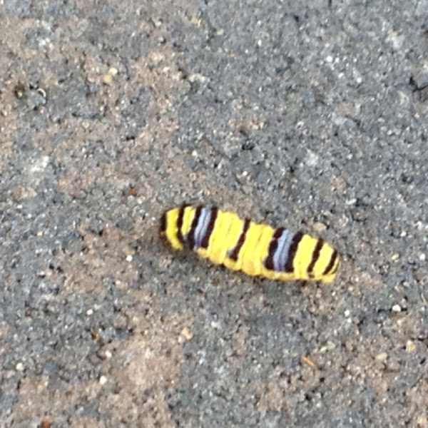 Western Grapeleaf Skeletonizer | Project Noah