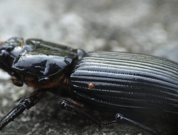 Bess Beetle | Project Noah