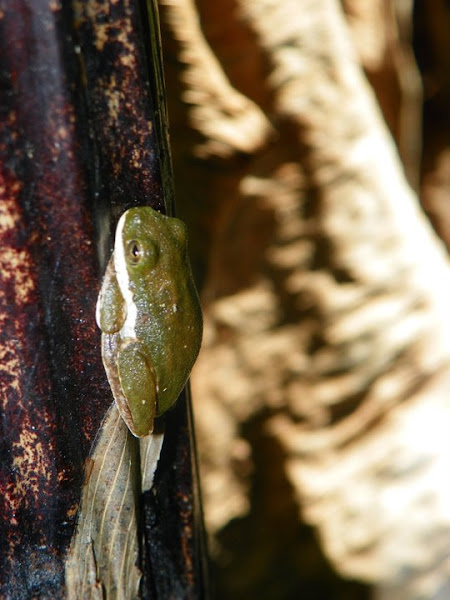 Small-eared Treefrog | Project Noah