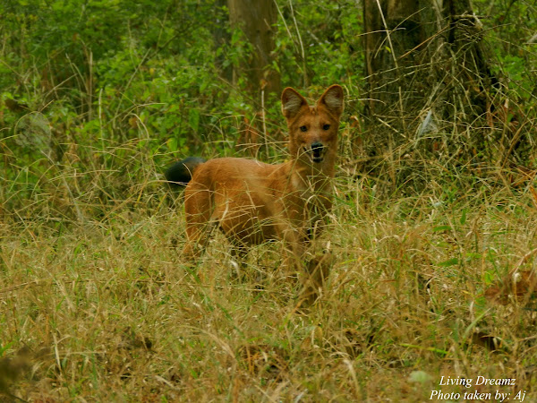 Dhole | Project Noah