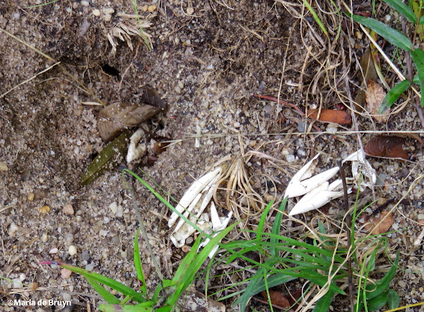 Turtle eggs | Project Noah