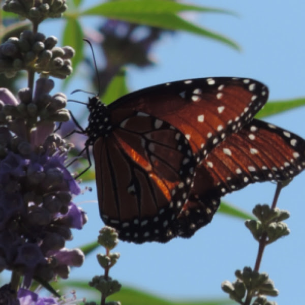 Queen | Project Noah