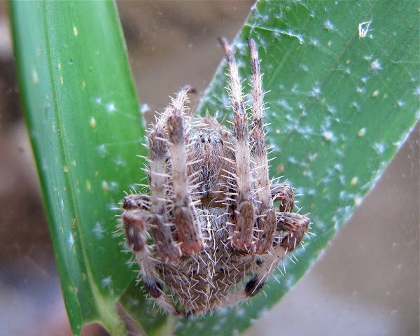 Orb Weaver | Project Noah