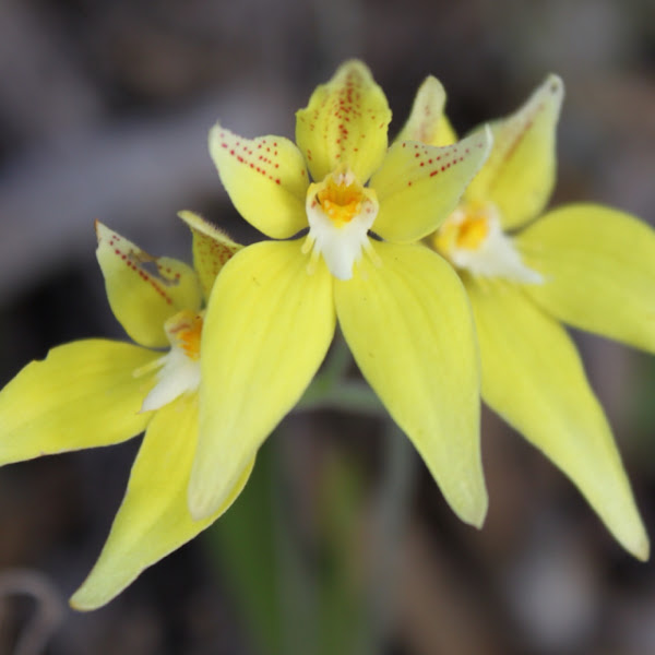 Cowslip Orchid | Project Noah