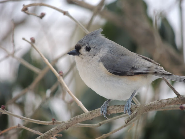 Tufted Titmouse | Project Noah