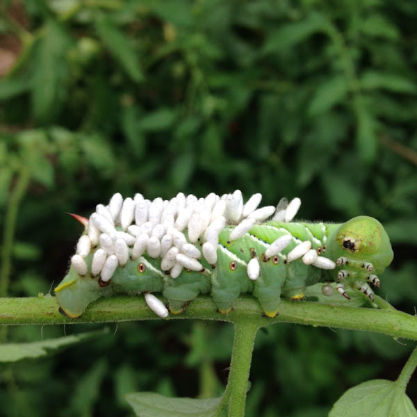 Luna moth, larva | Project Noah