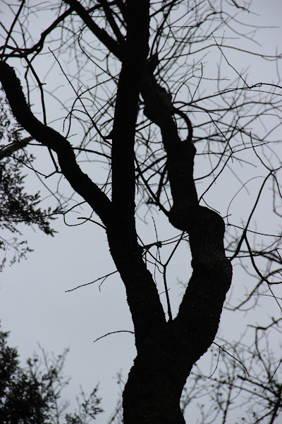 White Ash | Project Noah