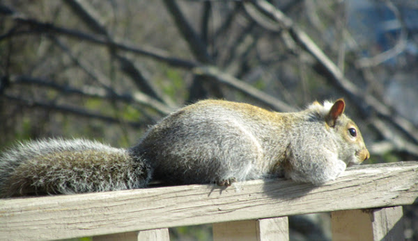 Eastern Grey Squirrel | Project Noah