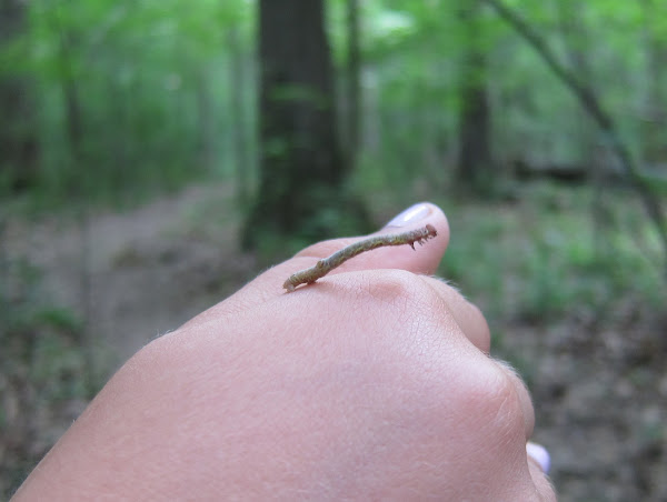 Inchworm | Project Noah