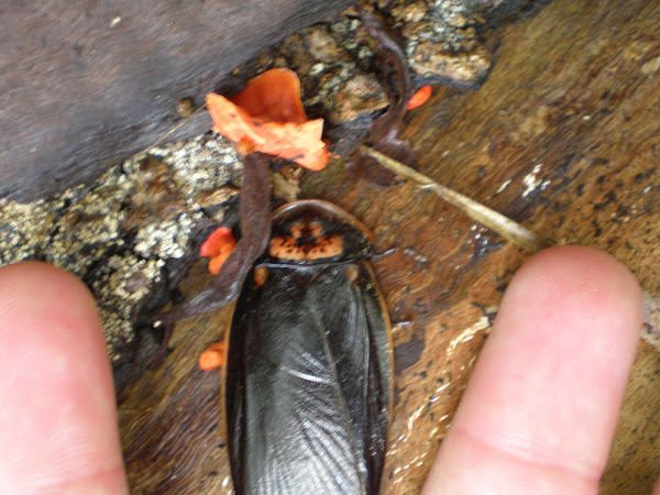 Cockroach | Project Noah