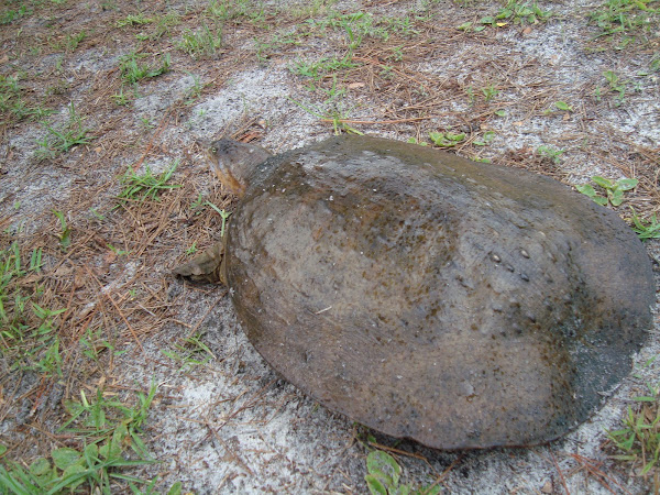 Florida Softshell Turtle | Project Noah