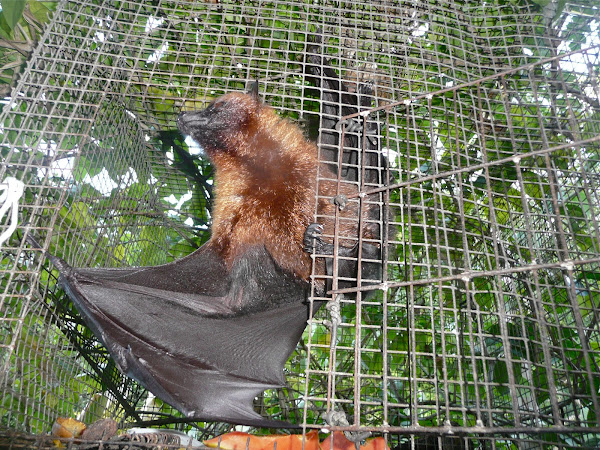 Seychelles fruit bat | Project Noah