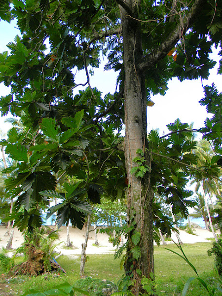 breadfruit | Project Noah