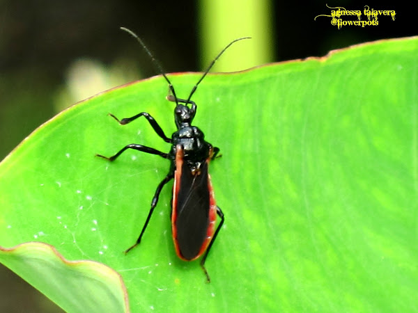 Assassin Bug | Project Noah