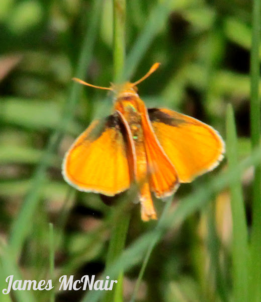 Southern Skipperling Butterfly | Project Noah