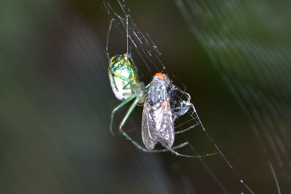orchard orbweaver | Project Noah