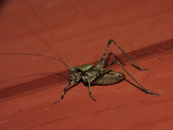 Shieldback Katydid | Project Noah