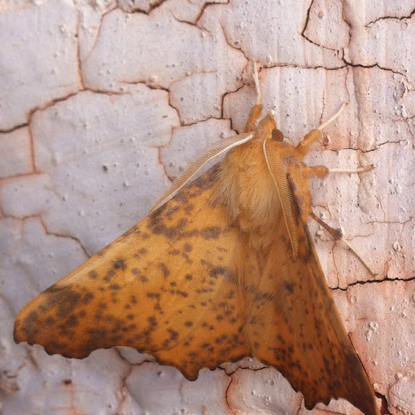 Maple Spanworm Moth, | Project Noah