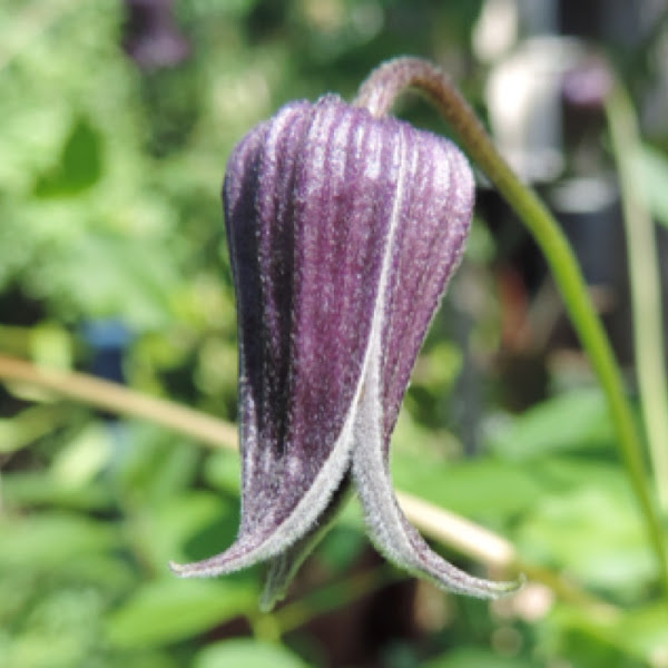 Purple clematis, Purple leatherflower, Leatherflower, Bluebill | Project Noah