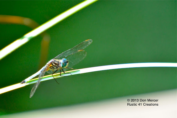 Dragonfly | Project Noah