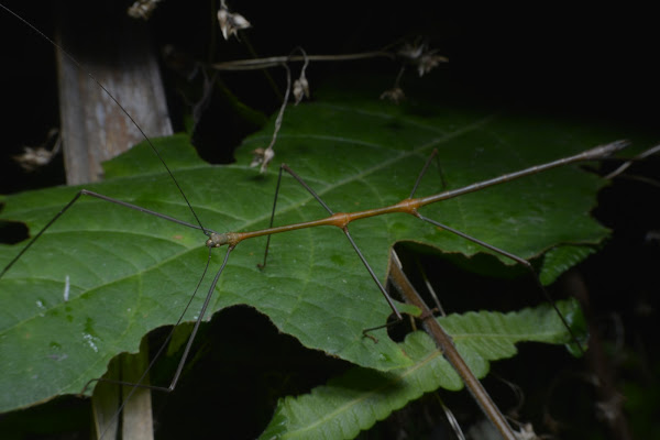 Stick Insect, Phasmid - Male | Project Noah
