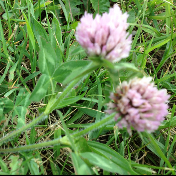 Red Clover | Project Noah