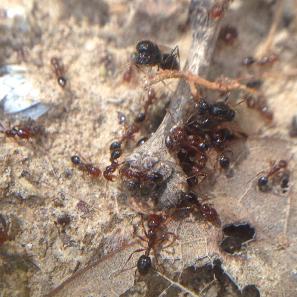 Flying ants!! | Project Noah