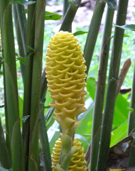 beehive ginger | Project Noah