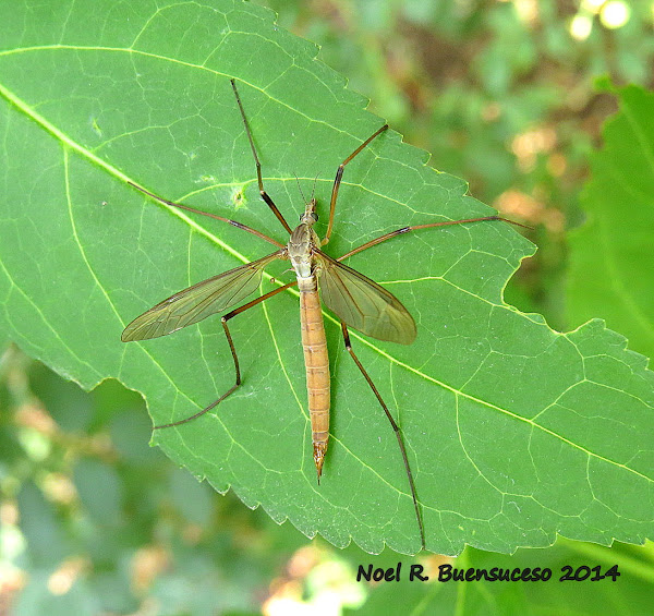 Crane Fly | Project Noah
