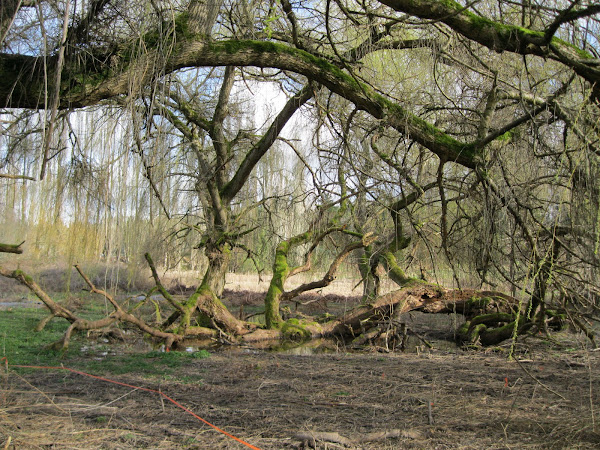 Weeping Willow | Project Noah