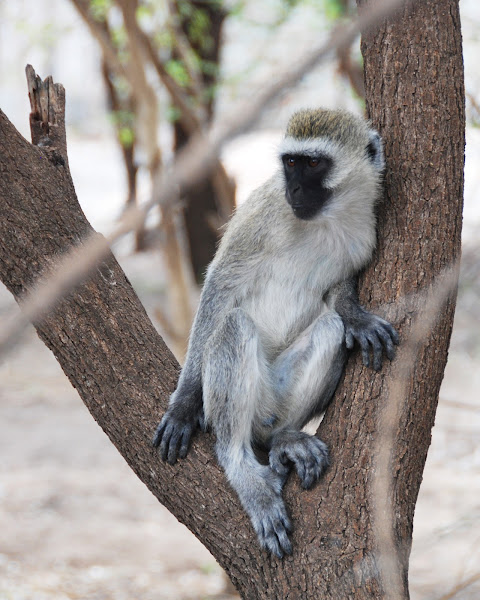 Vervet Monkey | Project Noah